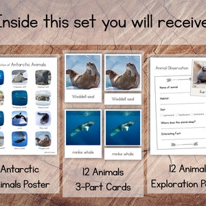Antarctic Animals Pack With Extension - Etsy