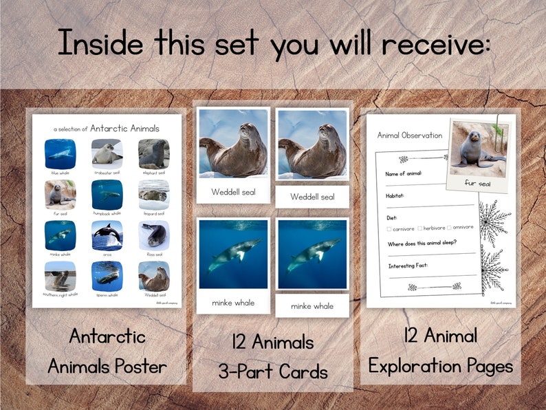 Antarctic Animals Pack With Extension - Etsy