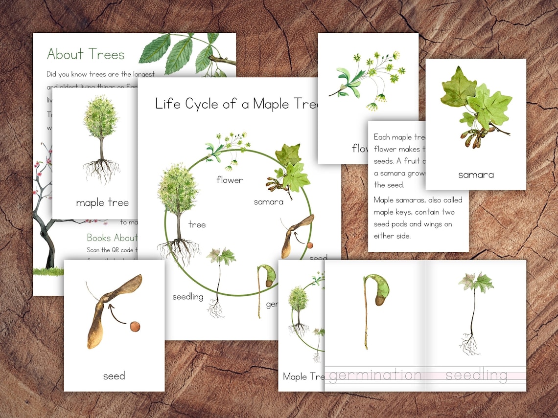 Life Cycle of a Maple Tree Pack - Etsy