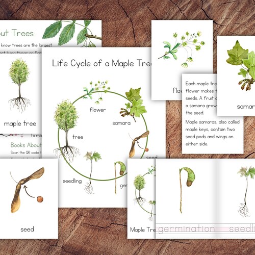 Life Cycle of a Maple Tree Pack - Etsy Australia