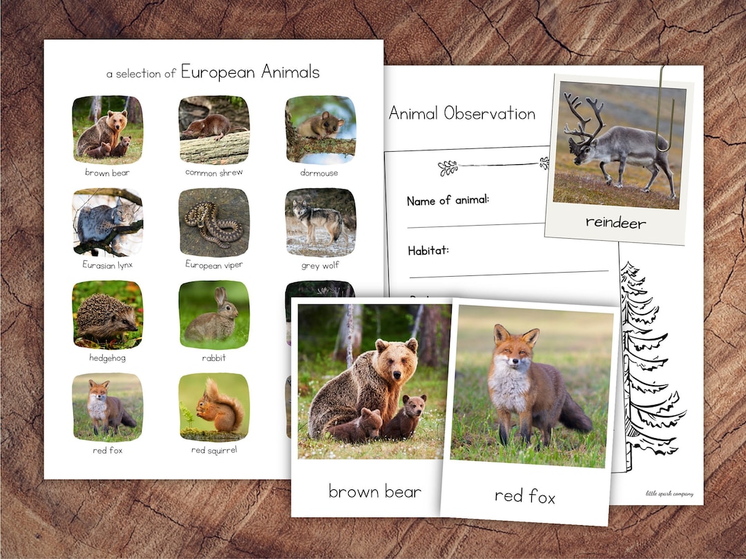 European Animals Pack With Extension - Etsy