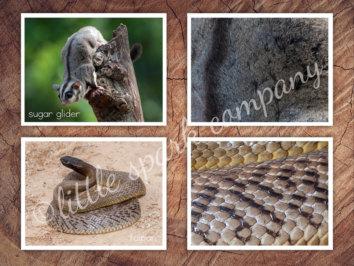 Oceania Animals Fur Skin Pattern Matching Toddler Preschool - Etsy