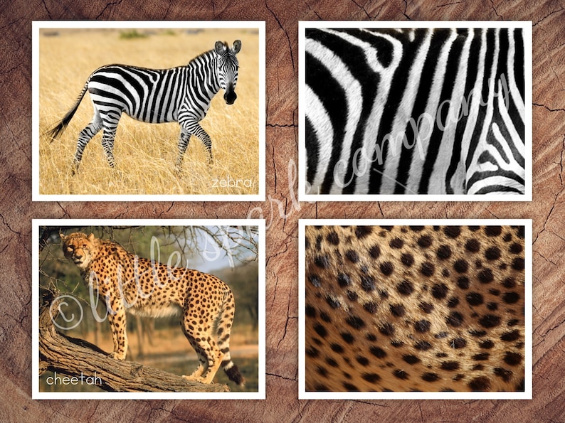 African Animals Fur, Skin Pattern Matching, Toddler Preschool Activity ...