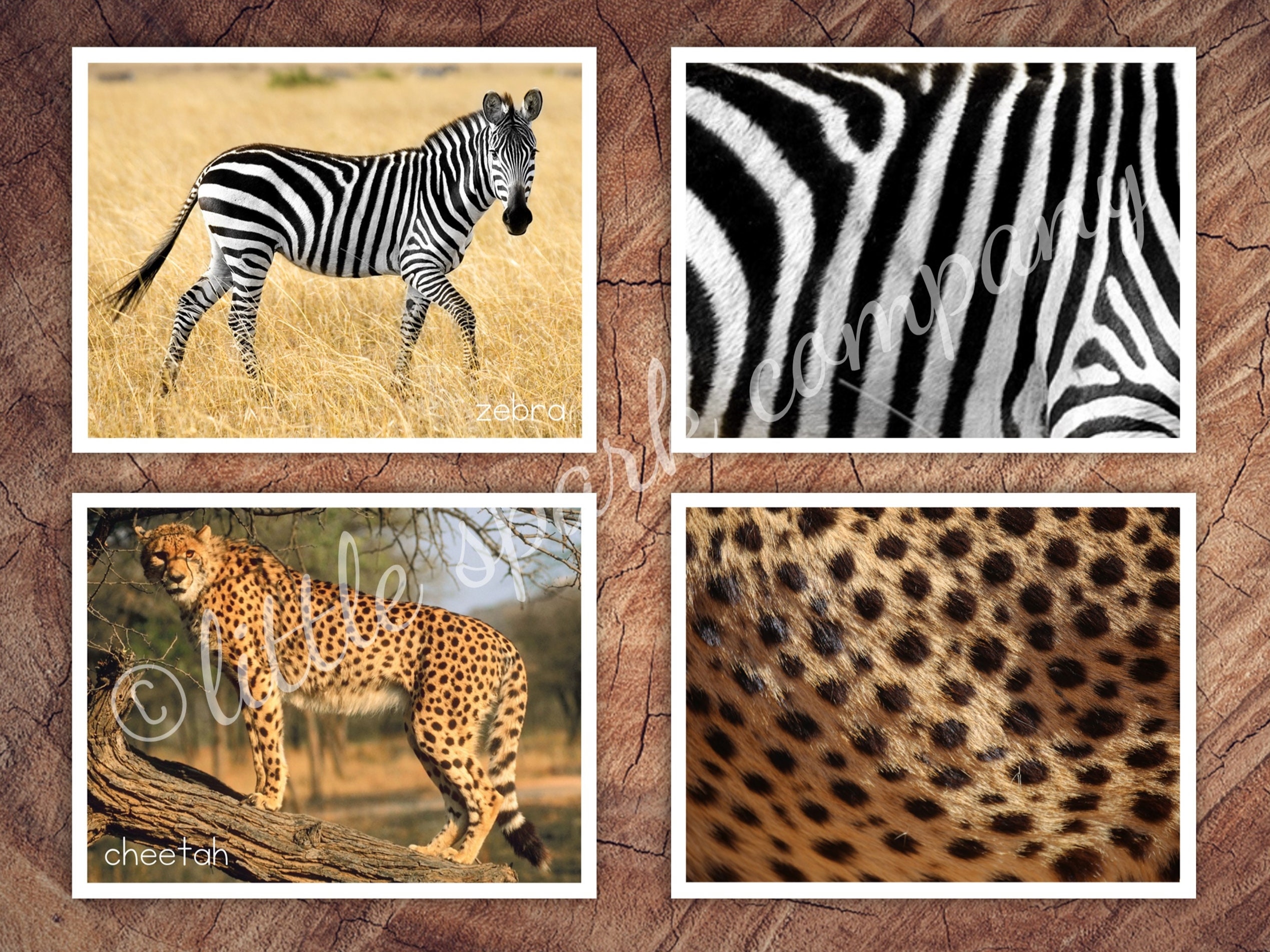 African Animal Patterns