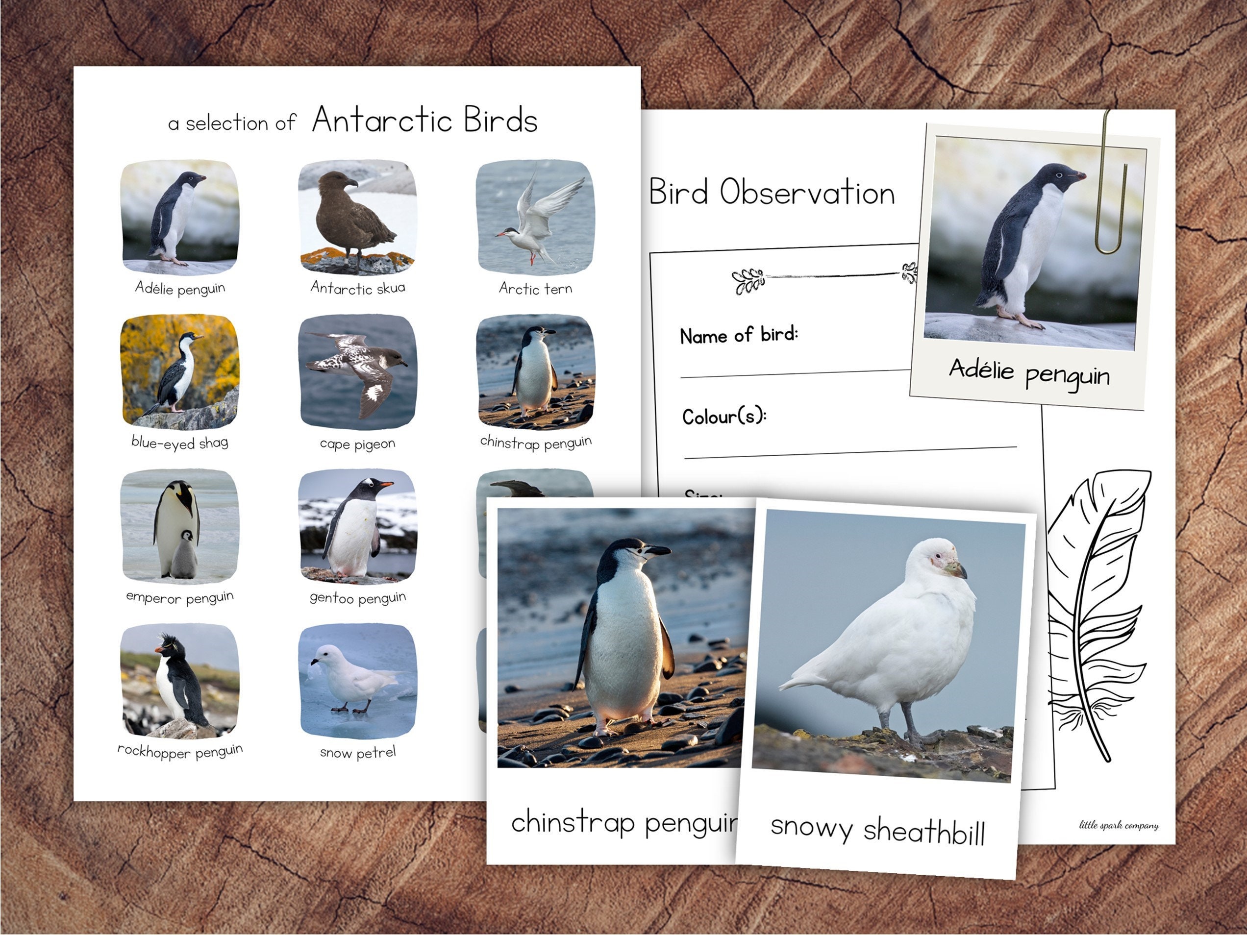 Antarctic Birds