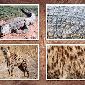 African Animals Fur, Skin Pattern Matching, Toddler Preschool Activity ...