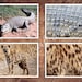 African Animals Fur, Skin Pattern Matching, Toddler Preschool Activity ...