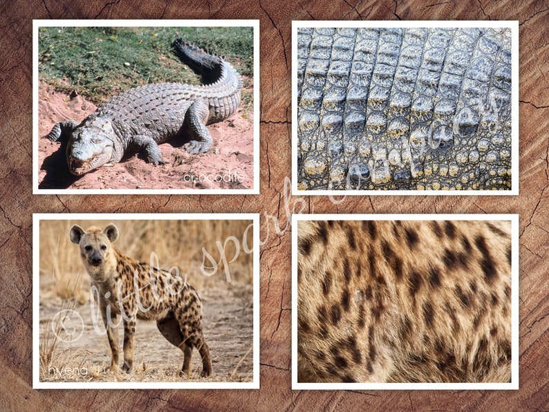 African Animals Fur, Skin Pattern Matching, Toddler Preschool Activity ...