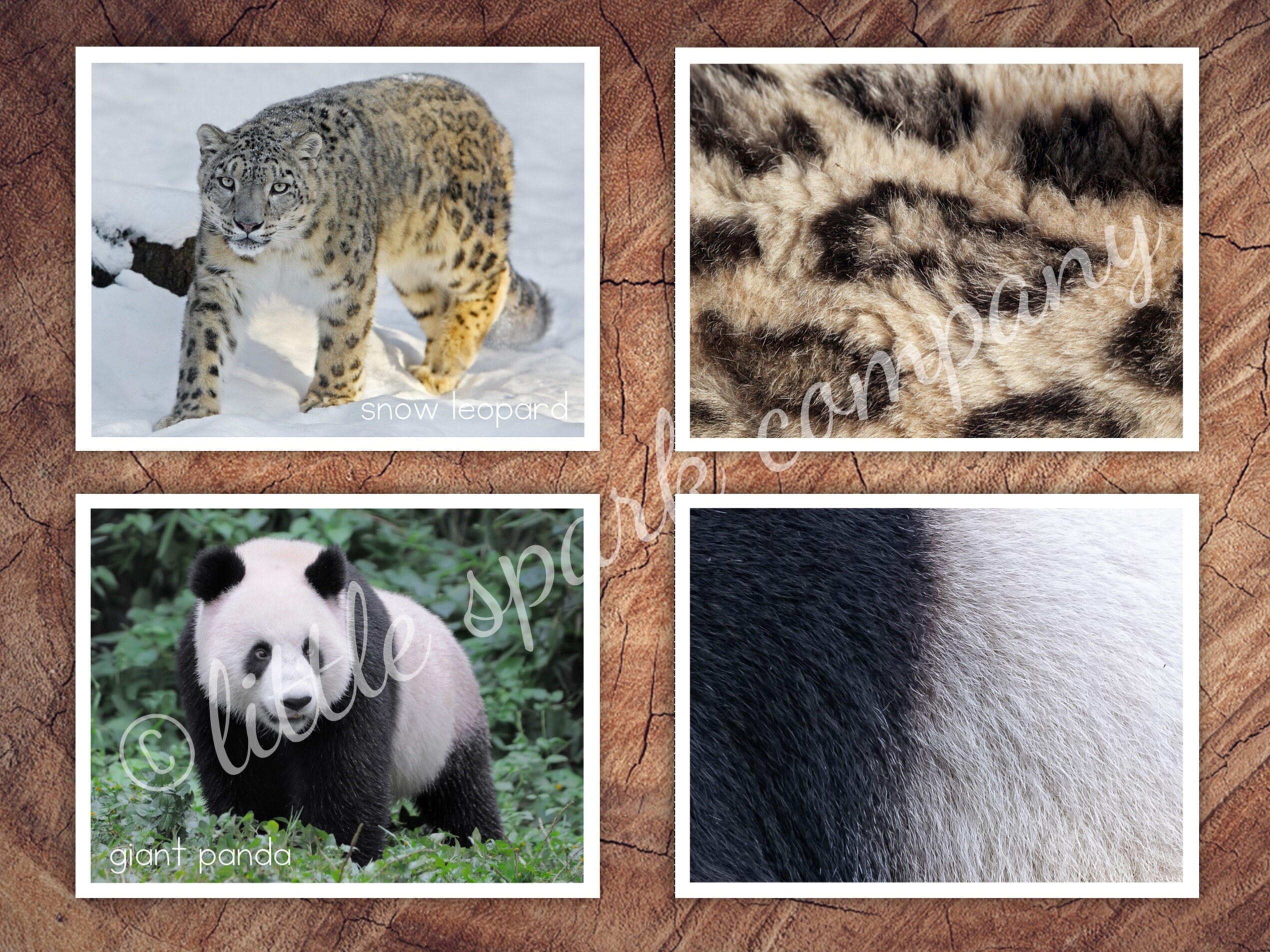 Asian Animals Fur, Skin Pattern Matching, Toddler Preschool Activity - Etsy