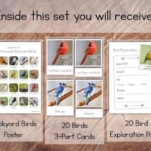 North American Backyard Birds Pack With Extension - Etsy