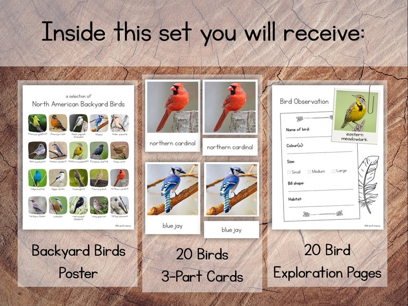 North American Backyard Birds Pack With Extension - Etsy
