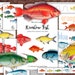 Rainbow Fish Preschool Basics Bundle, Homeschool Printable - Etsy Canada