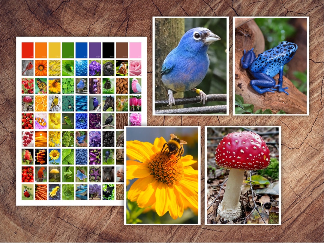 The BIG Colours in Nature Colour Sorting Set - Etsy