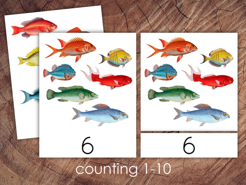 Rainbow Fish Preschool Basics Bundle Homeschool Printable - Etsy