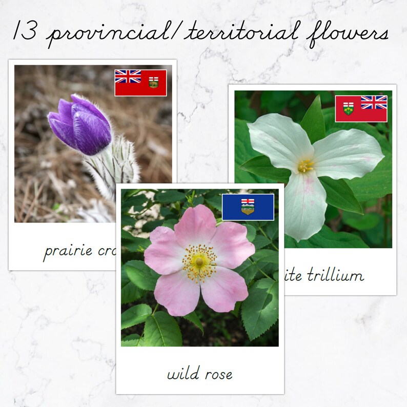 Canadian Floral Emblems 3-part Card Set DIGITAL DOWNLOAD | Etsy