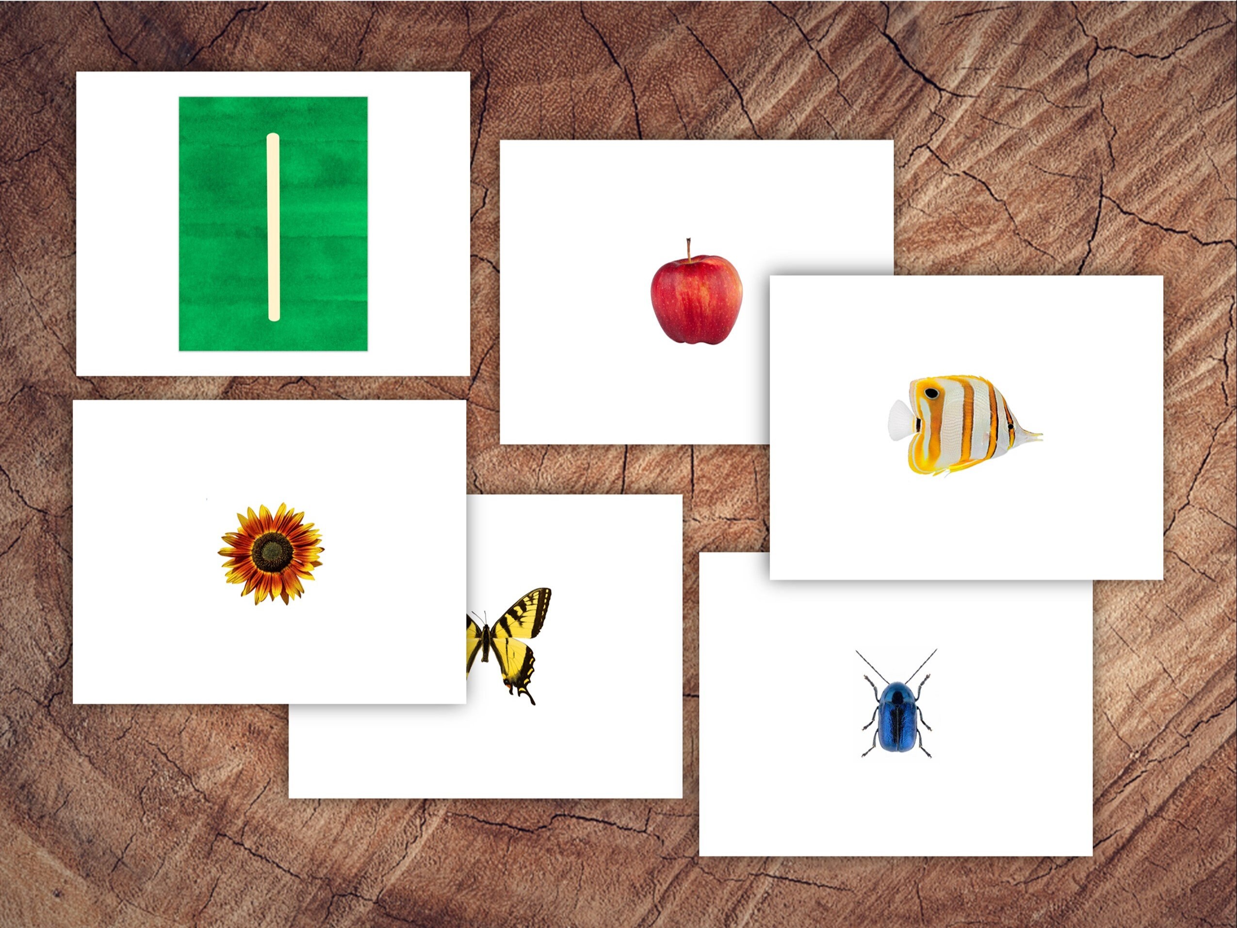 Count & Sort Quantities 1-5 Preschool Counting Number - Etsy