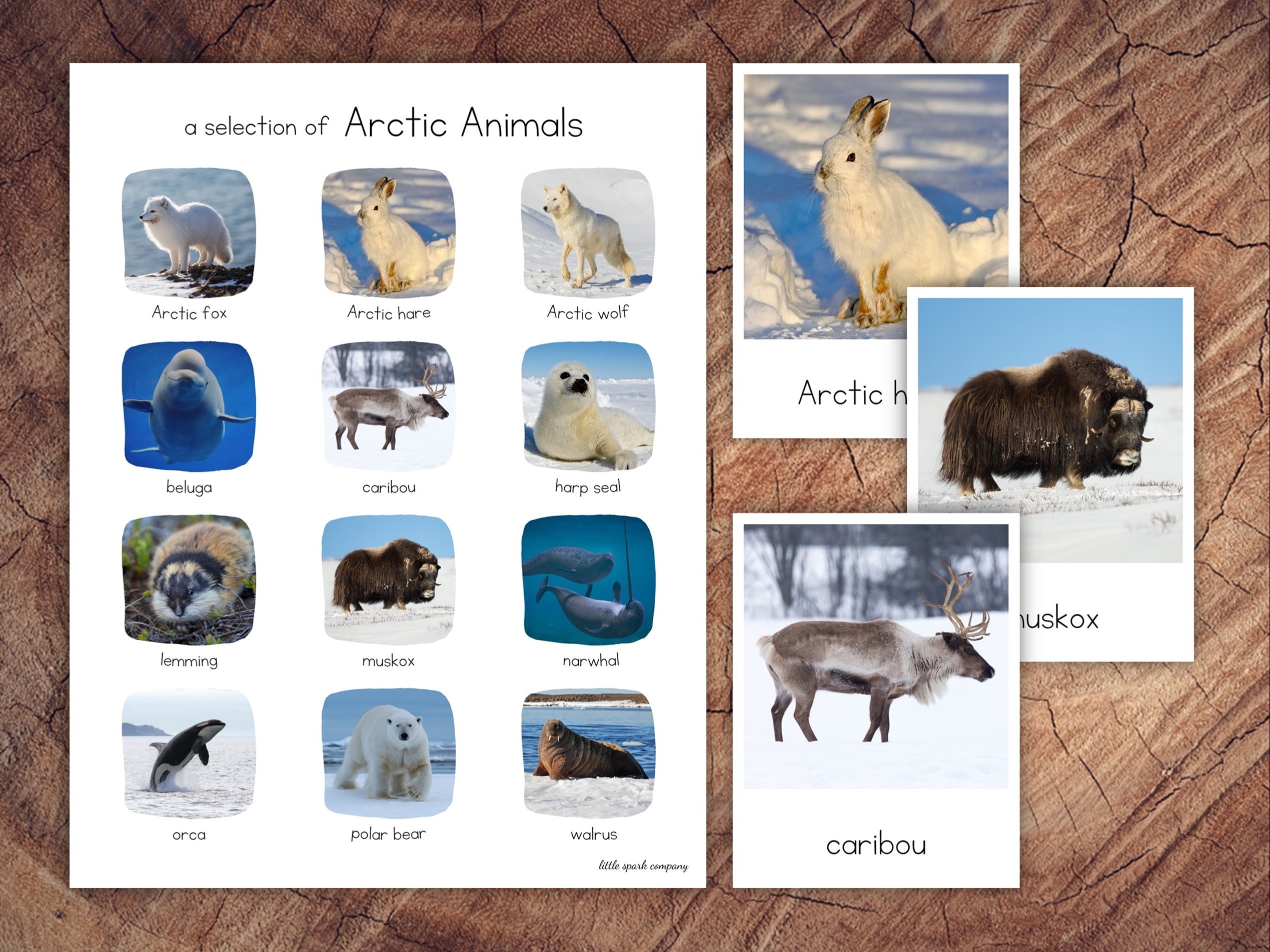 Arctic Animals Pack With Extension - Etsy