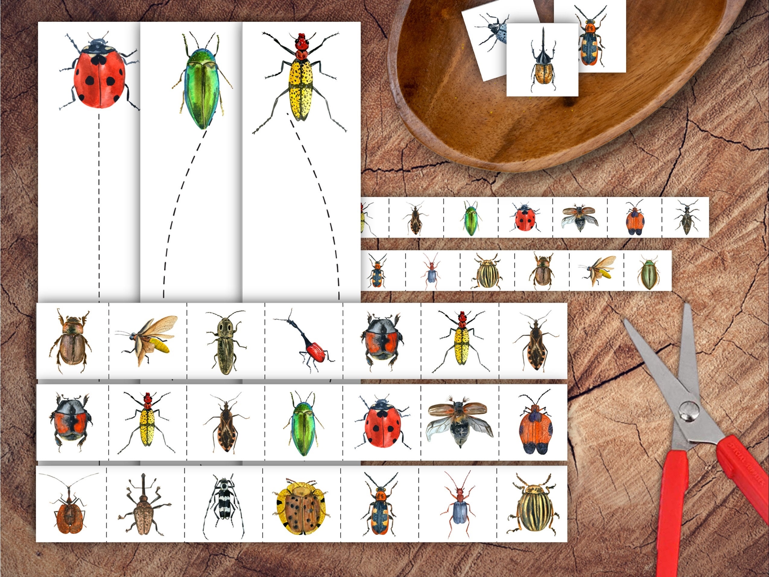 Brilliant Beetles Preschool Bundle, Homeschool Printable - Etsy