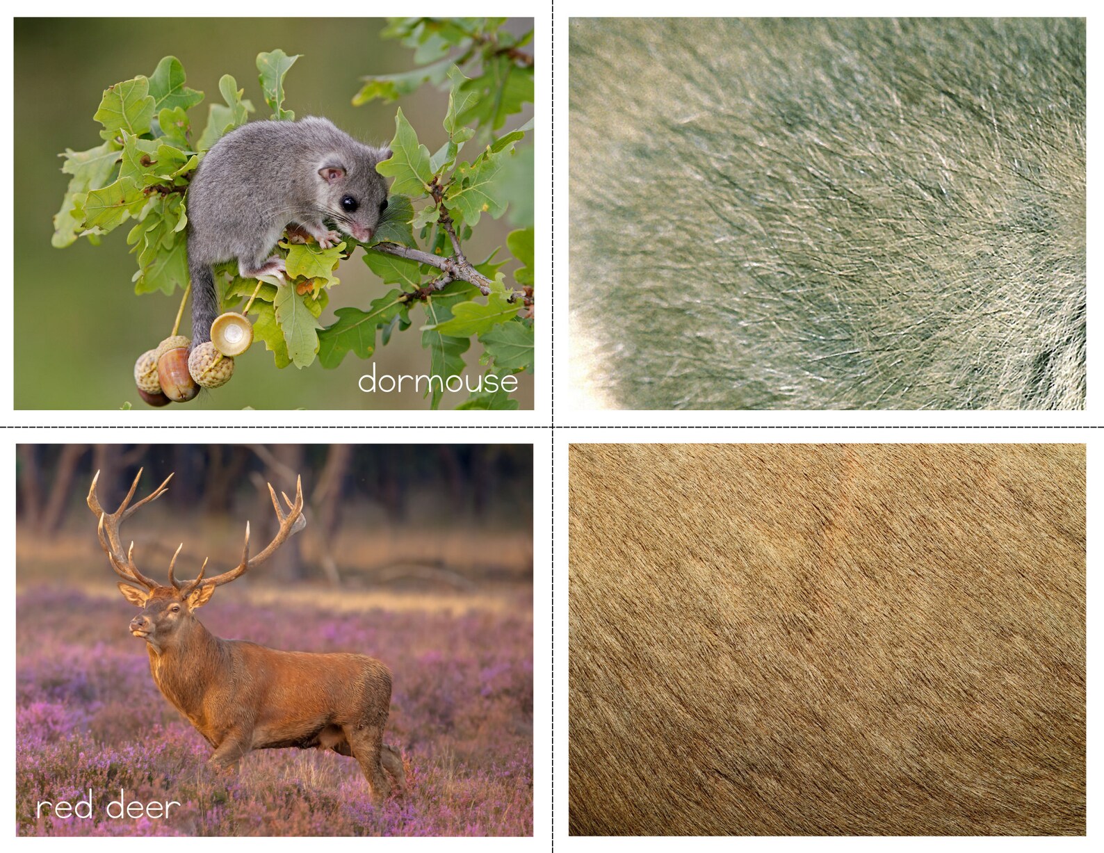 European Animals Fur Skin Pattern Matching Toddler Preschool - Etsy