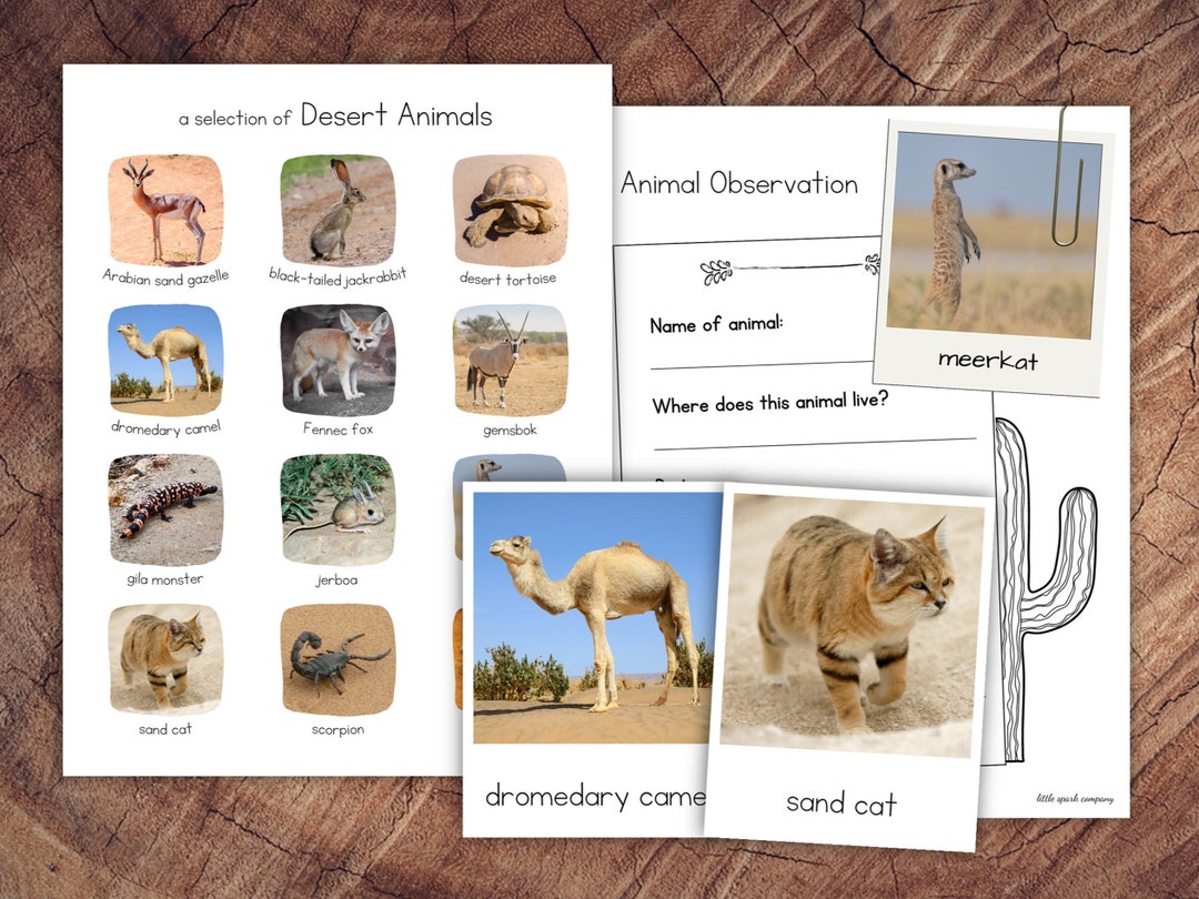 Desert Animals Pack With Extension - Etsy