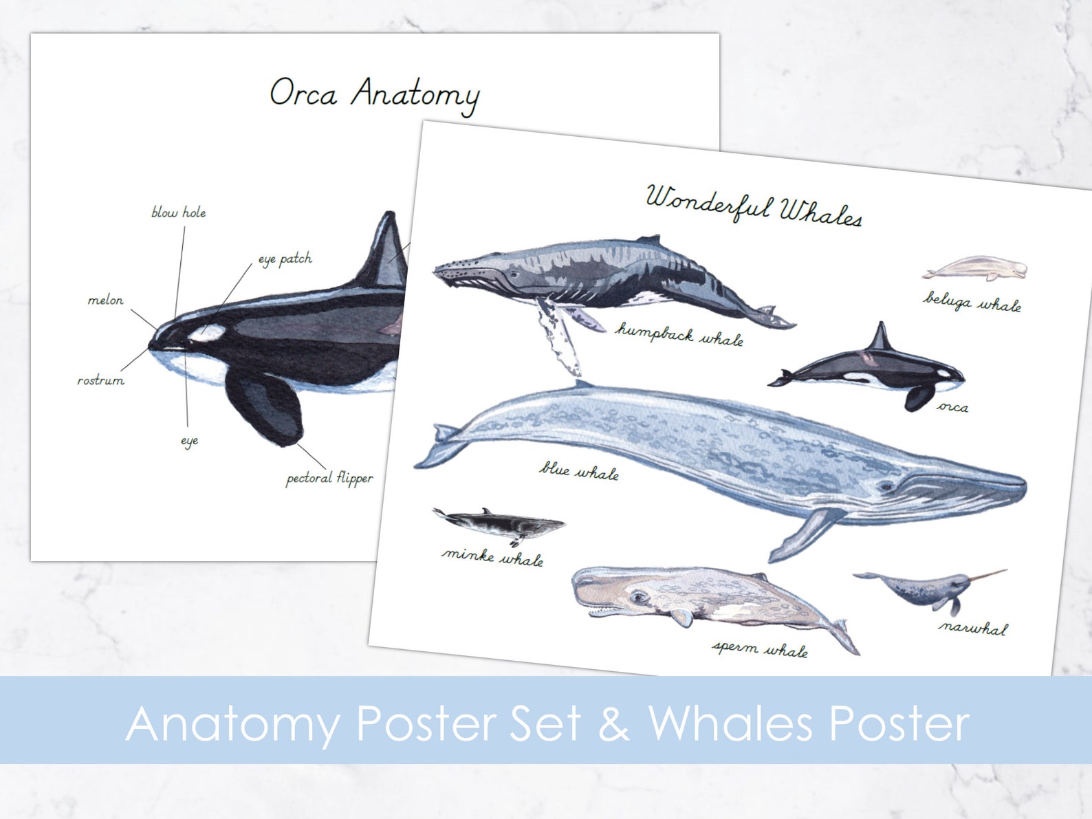 Wonderful Whales Bundle Preschool Literacy Math DIGITAL - Etsy