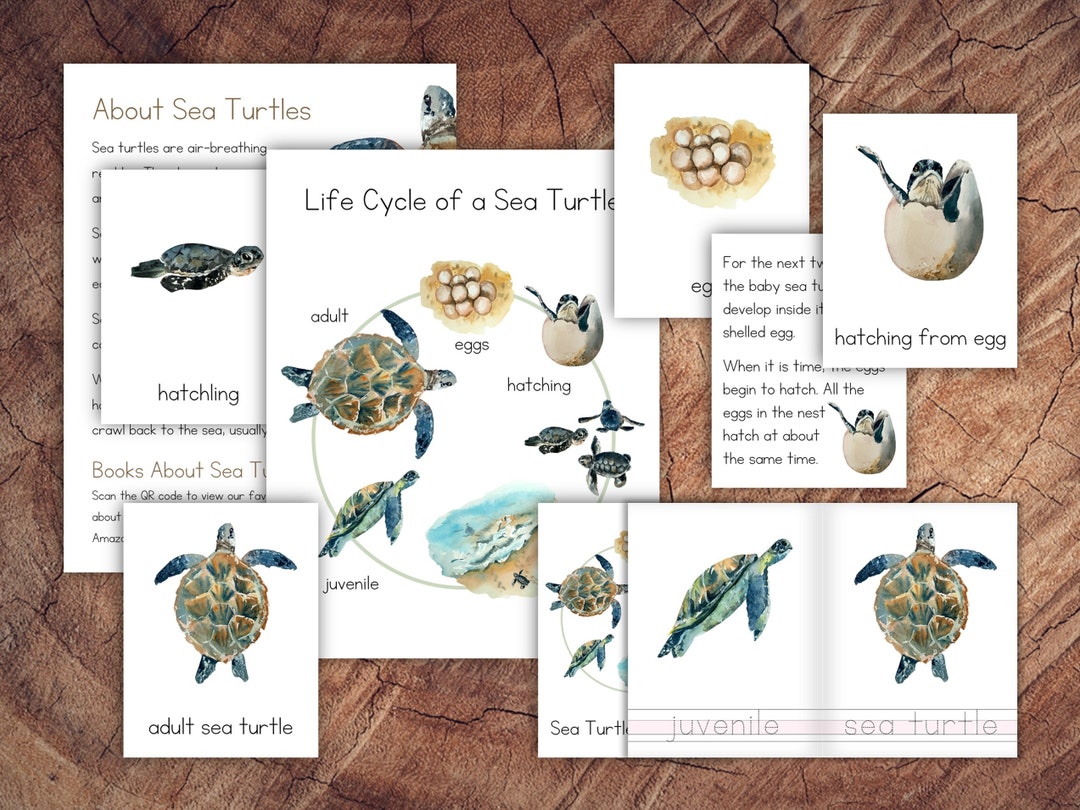 Life Cycle of a Sea Turtle Pack - Etsy