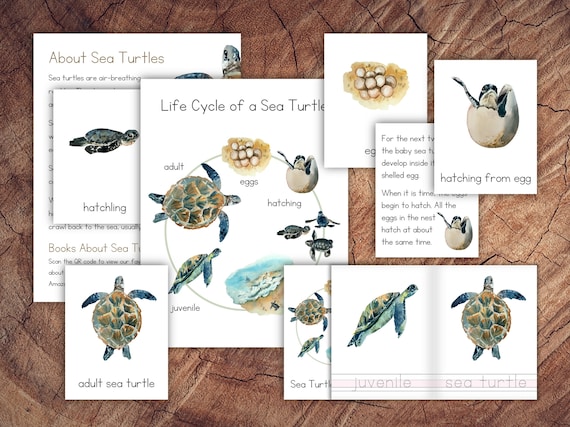 Life Cycle of a Sea Turtle Pack - Etsy