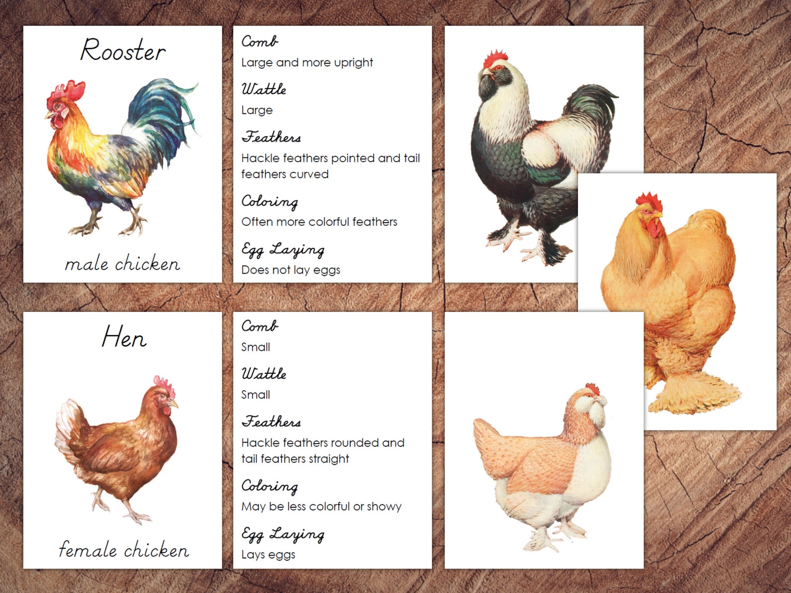 Chickens Bundle Preschool Literacy Math DIGITAL DOWNLOAD | Etsy