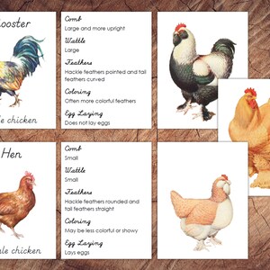 Chickens Bundle, Preschool Literacy, Math DIGITAL DOWNLOAD - Etsy Canada