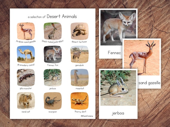 Lista De Animales Del Desierto Animales Del Desierto: Características