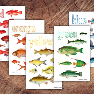 Rainbow Fish Preschool Basics Bundle, Homeschool Printable - Etsy