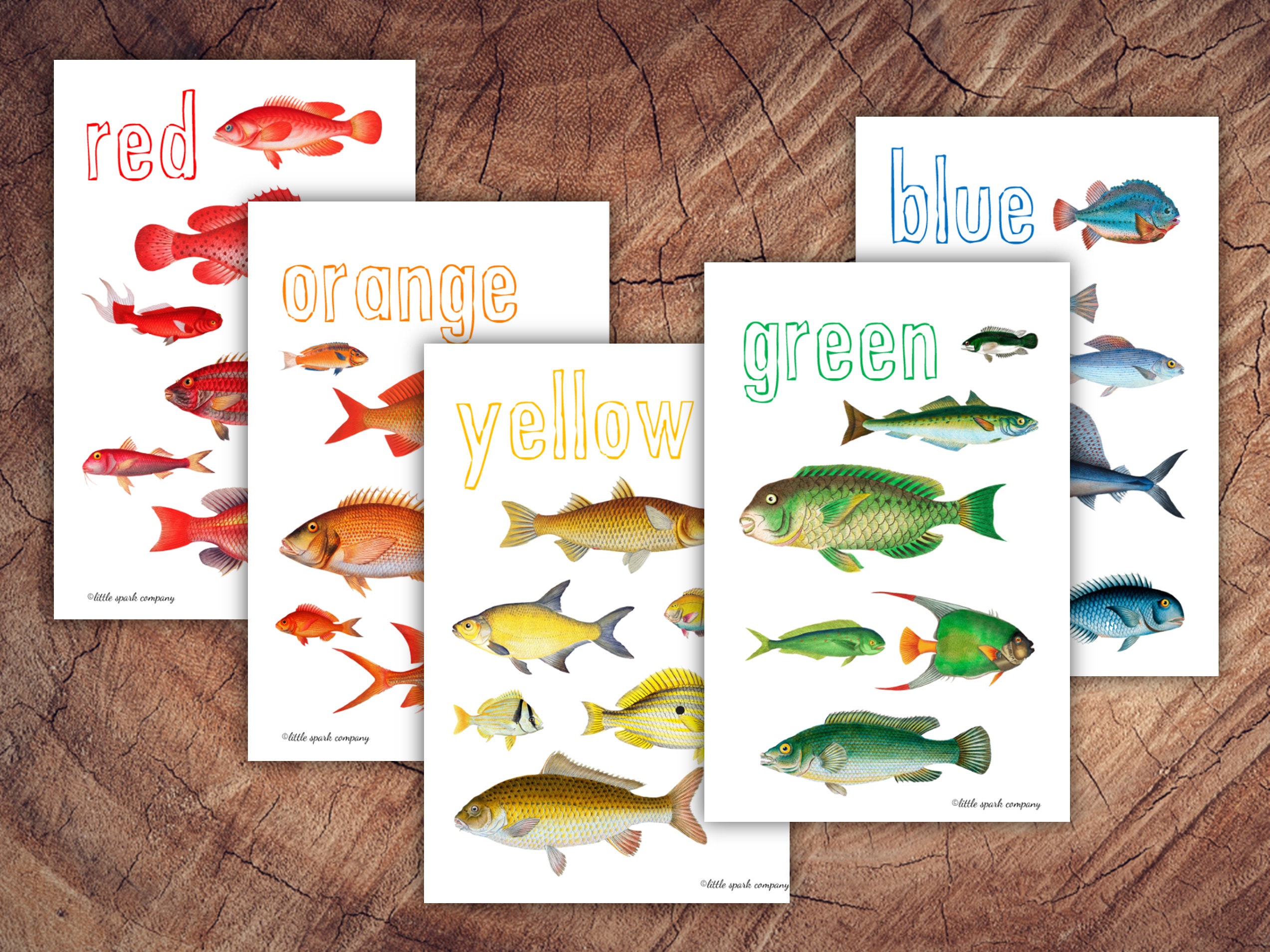 Rainbow Fish Preschool Basics Bundle Homeschool Printable | Etsy Canada