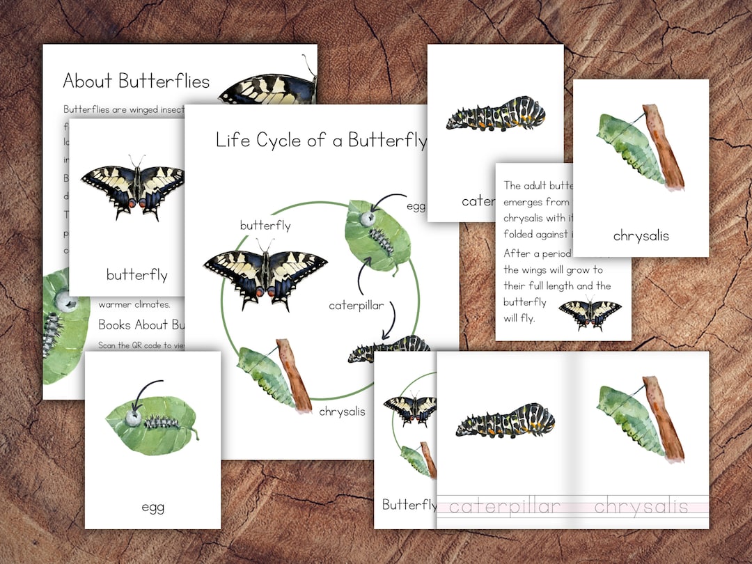 Life Cycle of a Butterfly Pack - Etsy