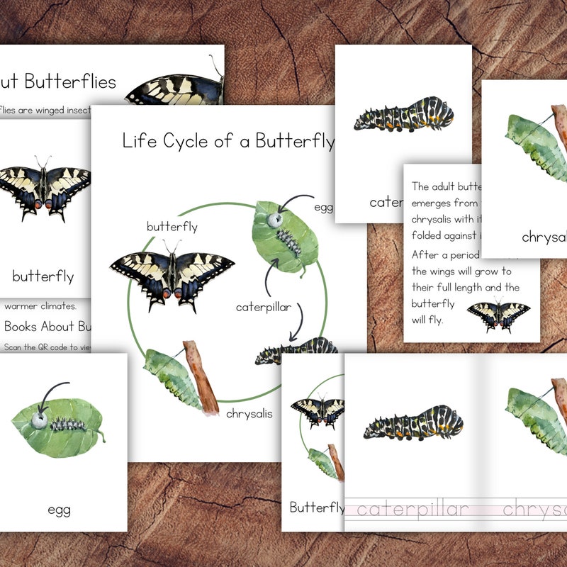 Butterfly Life Cycle - Etsy UK