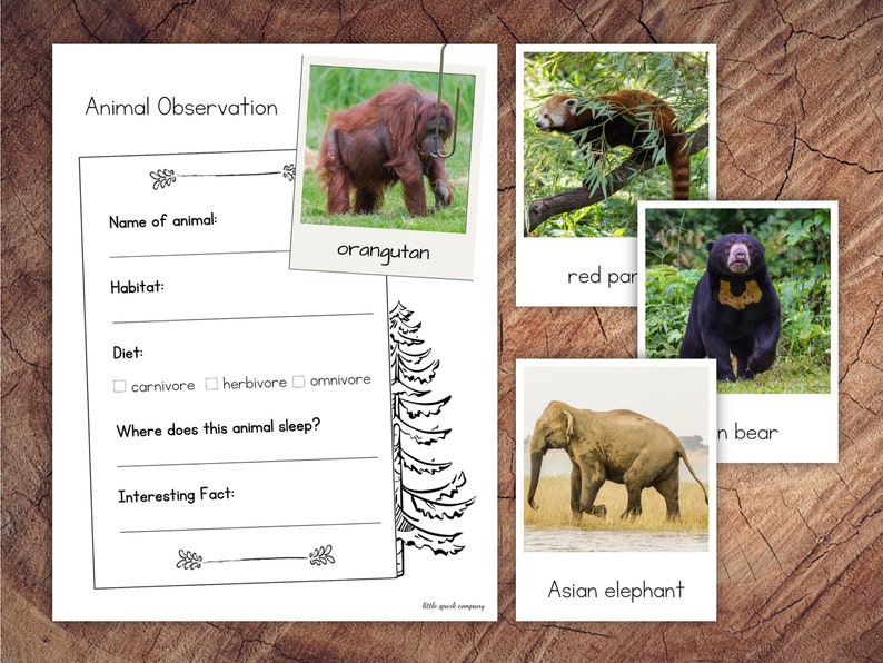 Asian Animals Pack With Extension - Etsy