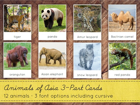 Montessori Cards Real World Pictures Winter Snow 3 Part Cards Printable ...