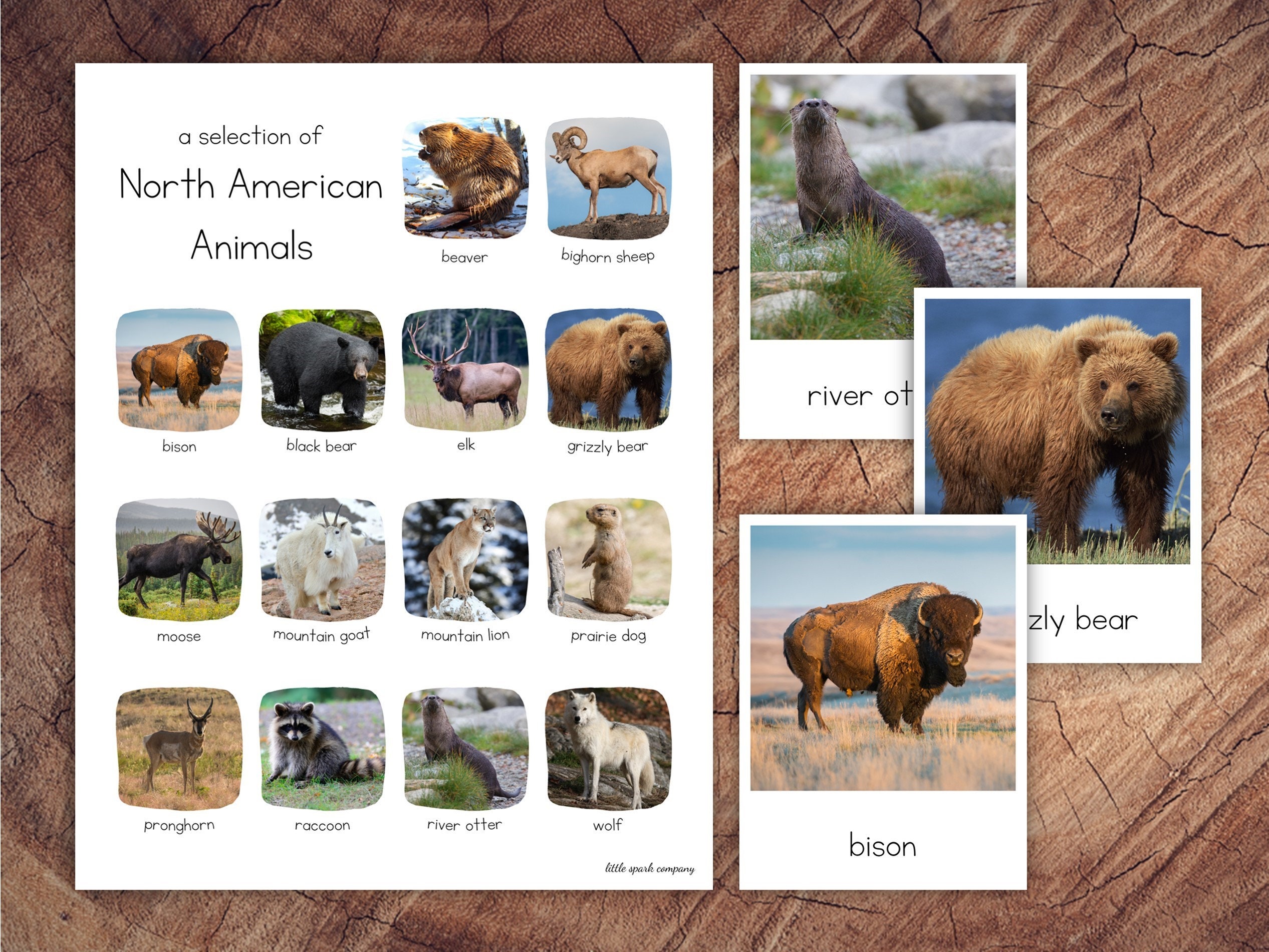 North American Animals List North America Yoga Pack – Kids Yoga