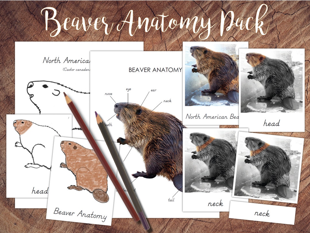 Beaver Anatomy Pack Montessori Preschool Activity Pack - Etsy Australia