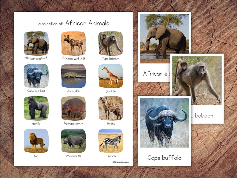 African Animals Pack With Extension - Etsy