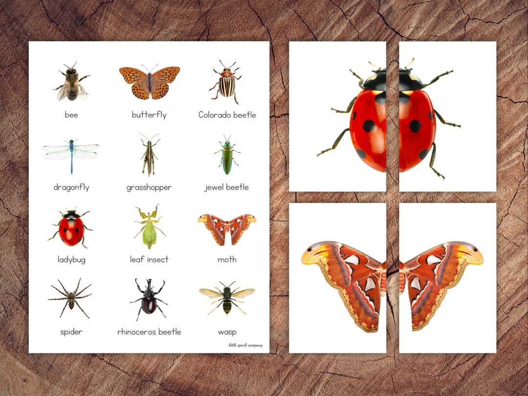 Insect Symmetry Puzzles, Matching Cards, Toddler Preschool Activity - Etsy