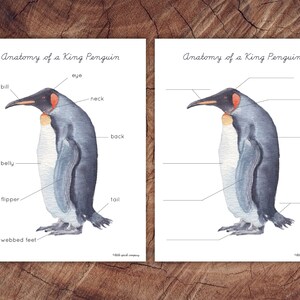 Playful Penguins Bundle, Homeschool Printable - Etsy