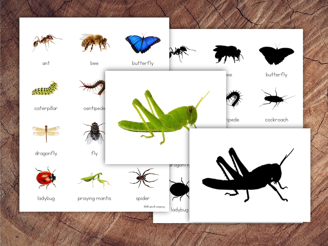 Insects Picture Matching Cards, Silhouette Matching, Toddler Preschool ...