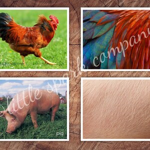 Farm Animals Fur, Skin Pattern Matching, Toddler Preschool Activity ...