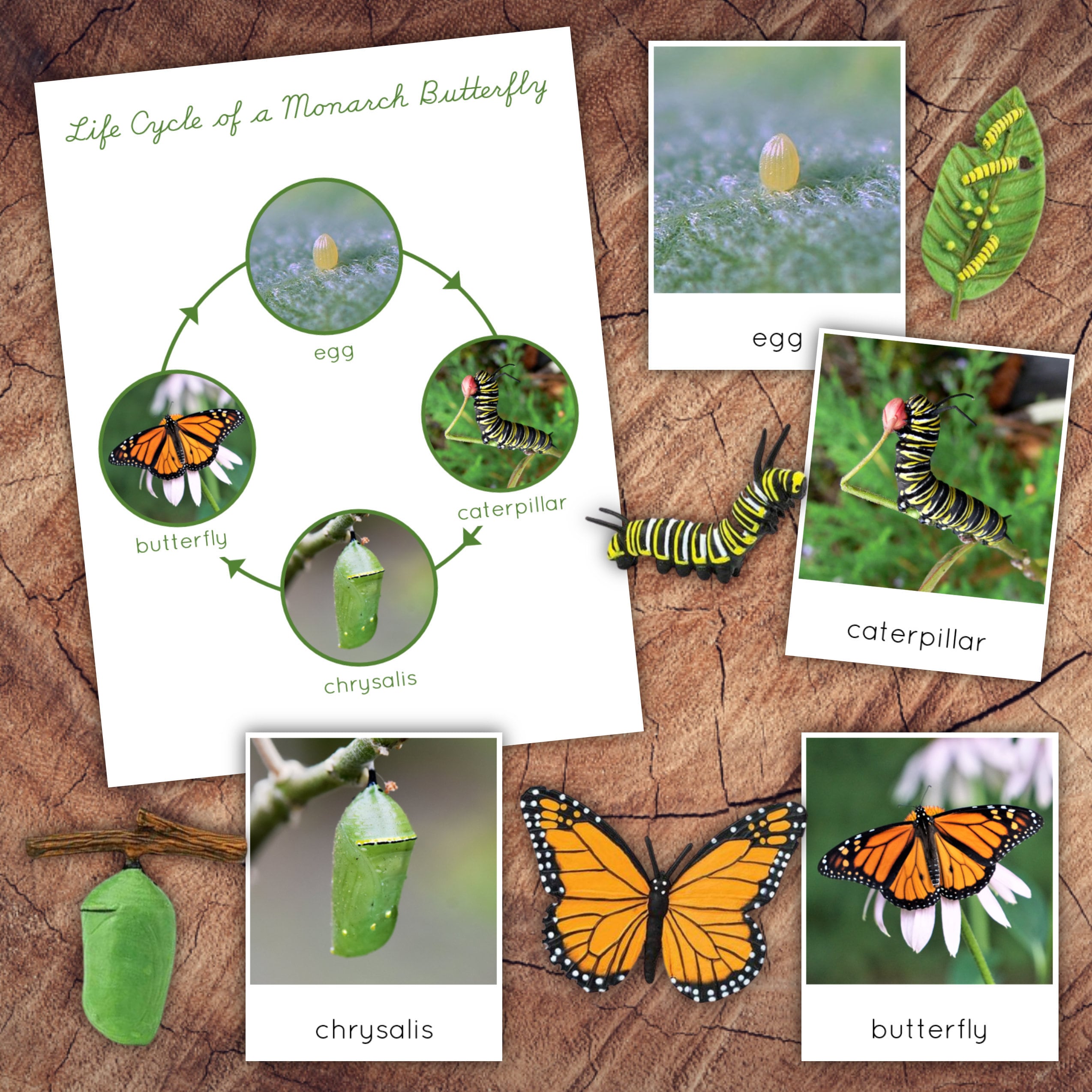 Life Cycle Monarch Butterfly DIGITAL 3 Part Cards | Etsy