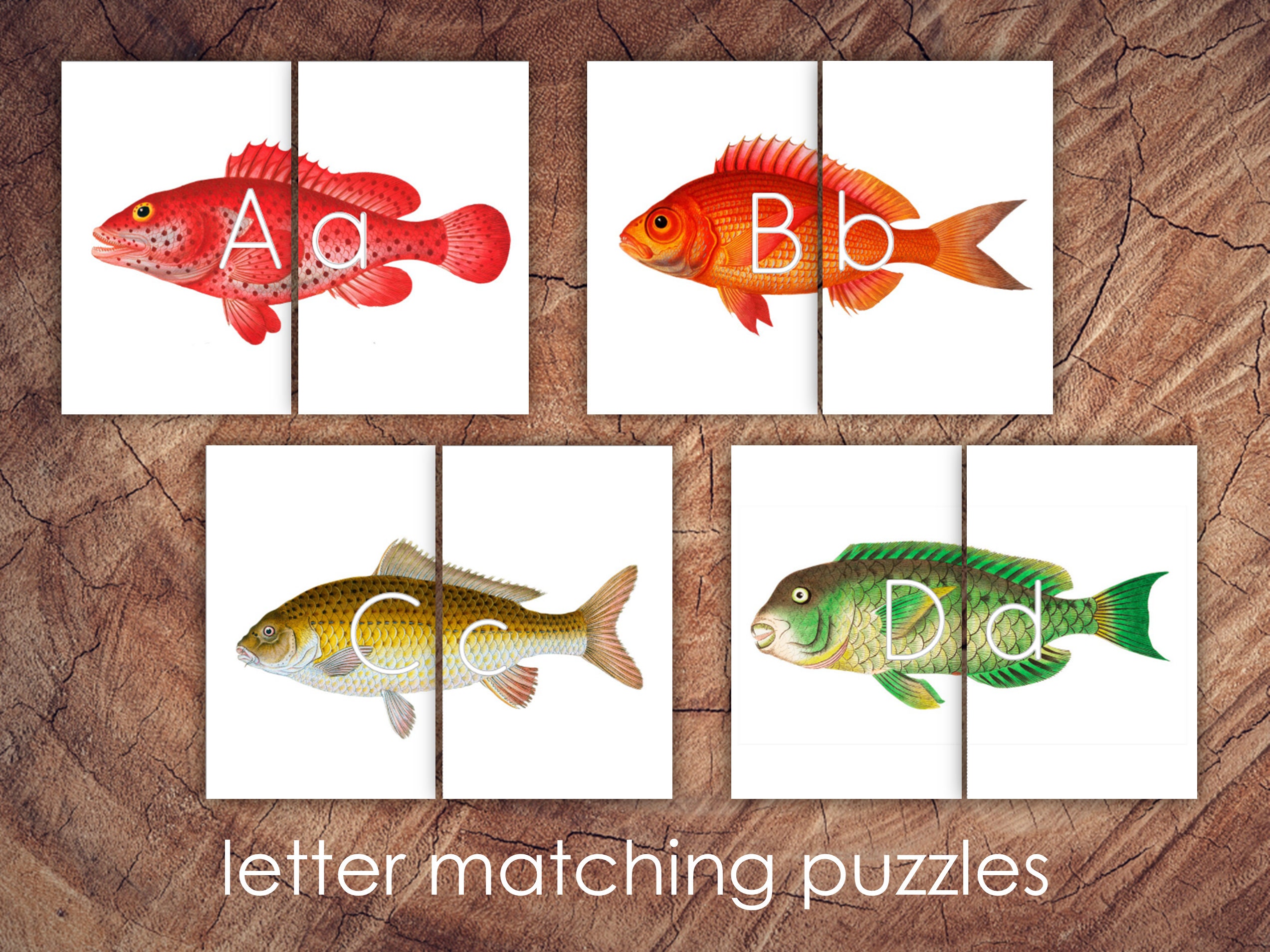 Rainbow Fish Preschool Basics Bundle, Homeschool Printable - Etsy