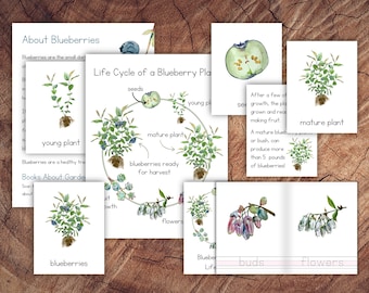 Life Cycle of a Blueberry Plant Pack - Etsy UK