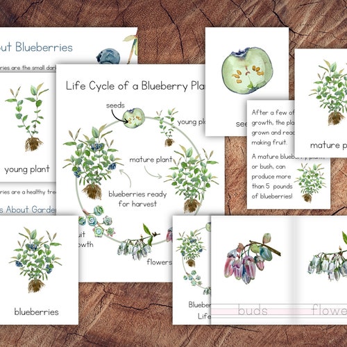 Life Cycle of a Blueberry Plant Pack - Etsy UK