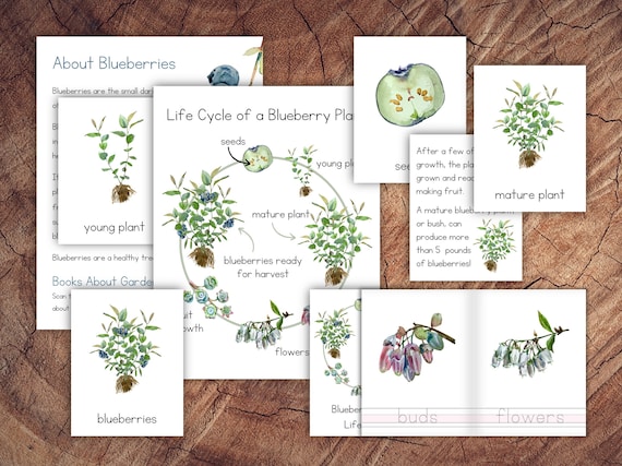 Life Cycle of a Blueberry Plant Pack - Etsy Singapore