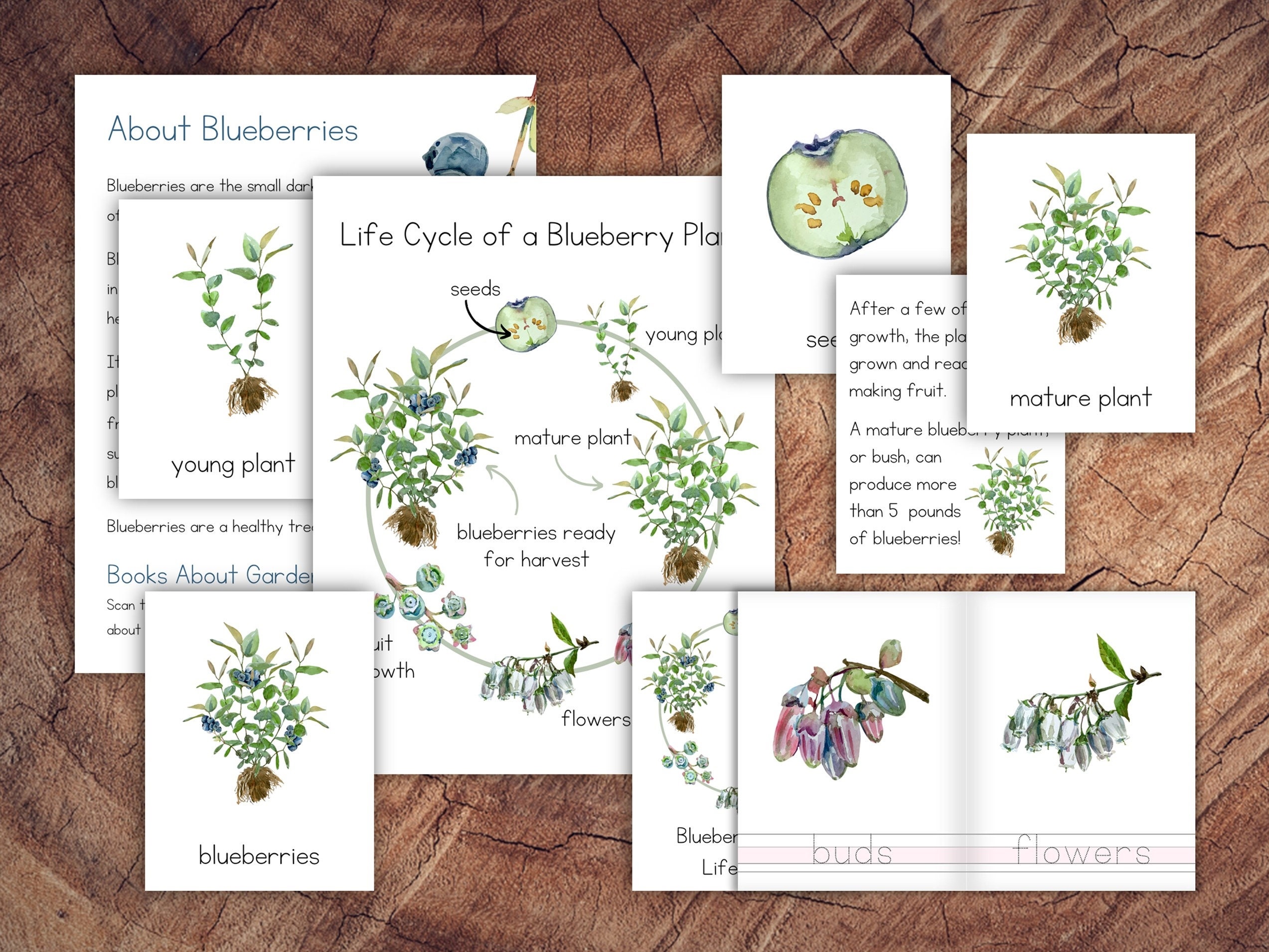 Life Cycle of a Blueberry Plant Pack - Etsy Canada