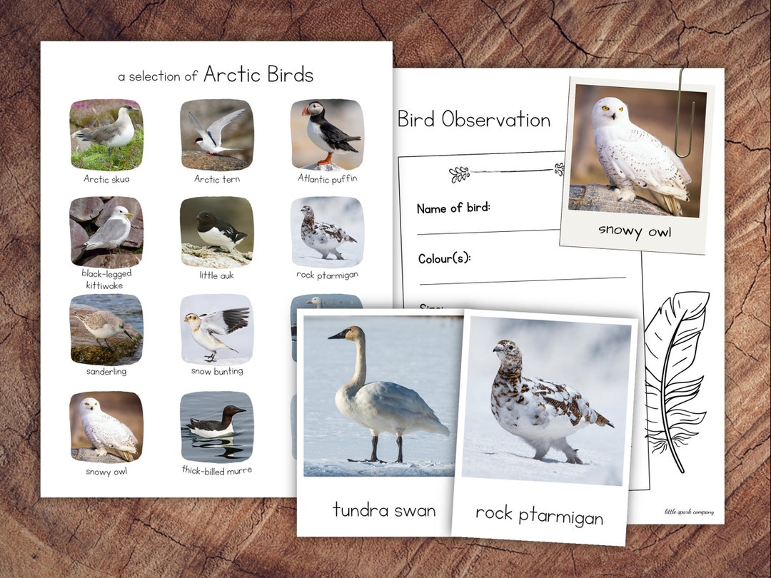 Arctic Birds Names